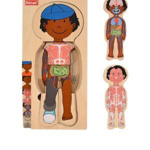 kidzlane boy wooden my body puzzle for toddlers & kids - 29 piece boys anatomy puzzle kid play set - anatomy for kids, skeleton toys for kids ages 3 plus