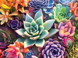 buffalo games - james mertke - simple succulent - 1000 piece jigsaw puzzle for adults - high quality challenging puzzle perfect for game nights - finished puzzle size is 26.75 x 19.75