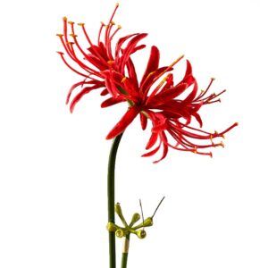 qingriver 4 stems 26.38'' artificial spider lily flowers lycoris radiata for home garden decoration red