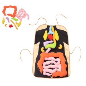 edions 3d organ apron for home preschool teaching aid, anatomy apron human body removabl organs apron for kindergarten kids children physiological education toy