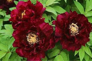 yuxusus peony flower seeds-100pcs chinese peony flower,tree peony,paeonia suffruticosa, shrub seeds for garden home balcony fences yard decoration flowers plants (blue peony seeds)