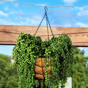 8 pieces artificial succulents hanging plants fake string of pearls realistic hanging succulents plants artificial for wall home garden decor (15.74 inches each length)