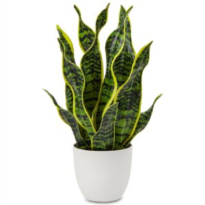 hollyone artificial snake plant potted faux sansevieria trifasciata plants, 16.5" tropical fake plants in white pots for home office room indoor decor housewarming gifts