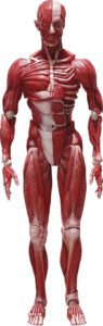 freeing human anatomical model figma action figure,multicolor