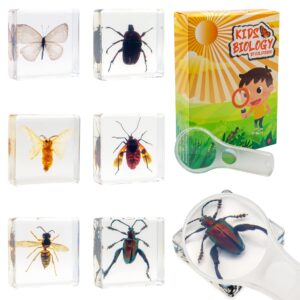 6 pcs resin insect specimen set, butterfly, jewel frog beetle, silk moth, chafer, stinkbug, wasp, science education toy for kids