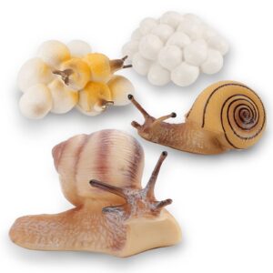 snail life cycle of snail toys life cycle figures set realistic preschool animals figurines eduactional project diorama model toy for kids