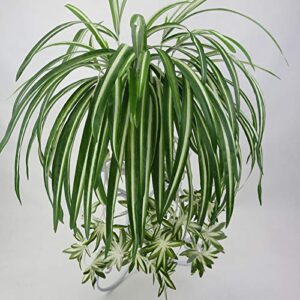 yinkuu artificial chlorophytum silk flowers, artificial flowers plant fake greenery faux plant hanging ivy green leaves bonsai wall hanging plants for home garden office wedding decoration