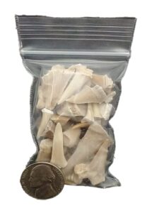 universal specialties shark teeth in bag genuine fossilized specimens perfect for classroom lessons arts and crafts necklaces and play excavation sites real authentic eocene morocco tooth approx. 30