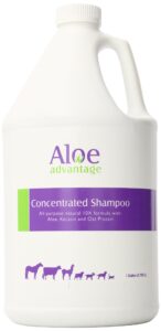 aloe concentrated shampoo 1 gallon