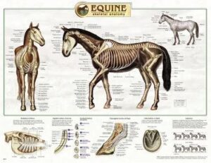 equine anatomy chart