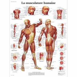 3b scientific vr2118l glossy uv resistant laminated paper la musculature humaine allergies chart (human musculature anatomical chart, french), poster size 20" width x 26" height