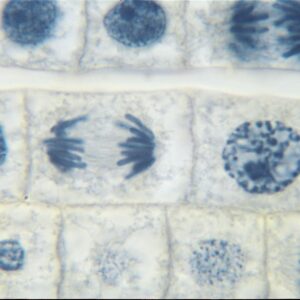 onion mitosis slide, l.s., 10 m, hematoxylin