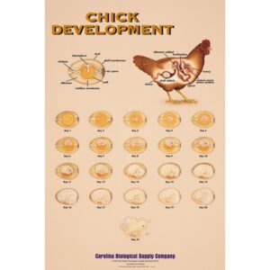 chick development chart - illustrates daily changes in development of chick embryo