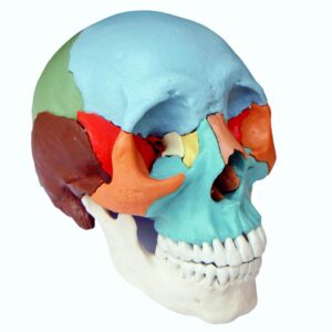 human medical anatomical adult osteopathic skull model, 22-part didactic colored