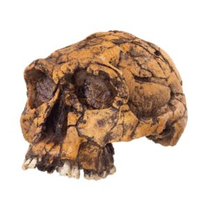 homo habilis knm er 1813 skull (teaching quality recreation)