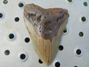 huge 5 inch genuine fossil megalodon shark tooth!