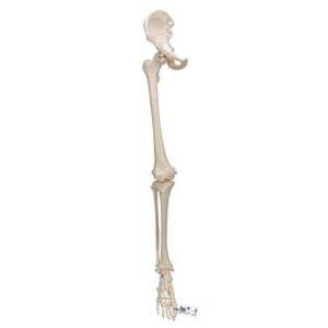 3b scientific a36 leg skeleton w/hip bone - 3b smart anatomy