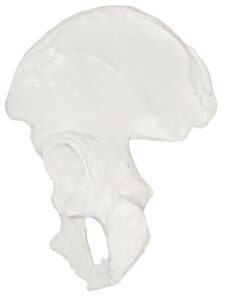 axis scientific hip bone model | left | cast from a real human coxal bone l hip bone model has realistic texture and important bony landmarks | includes product manual