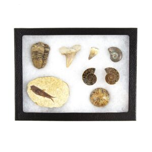 museum quality fossil collection kit featuring dinosaur fossils, ammonites, trilobite, shark tooth, urchin and fish fossil - collectors edition paleontology set