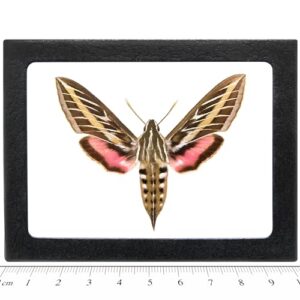 bicbugs hyles lineata real framed sphinx moth white lined sphinx arizona