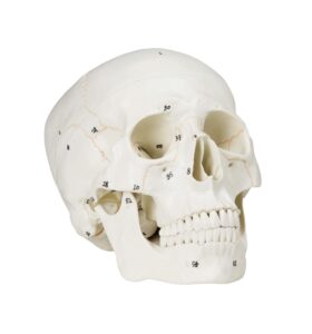 parco scientific pb00029 medical numbered human skull-3 part | life size | from real human skull, detail hand painted numbering | sectioned skullcap | suture lines & full dentition | labelled diagram