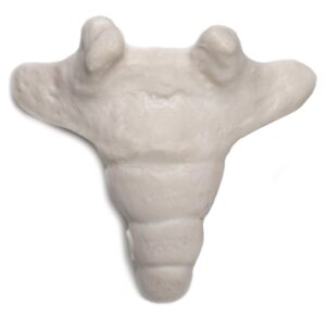 coccyx bone model - anatomically accurate human tailbone replica - hbarsci