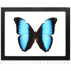 bicbugs morpho deidamia real framed butterfly blue peru