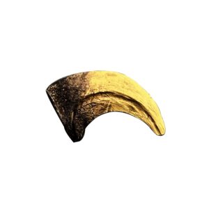 velociraptor dinosaur life size claw fossil replica