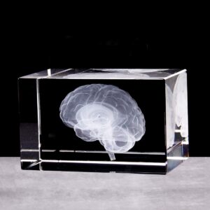 3d human brain anatomical model paperweight(laser etched) in crystal glass cube science gift (no included led base)(3.1x2x2 inch)