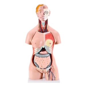 fricare anatomy model human body, torso anatomical models for medical students study science high school education kids, life size with internal 32 removable organ