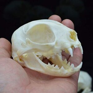 1/2/5/pcs real animal felis catus linnaeus domestic cat skull specimen