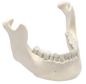 mandible & lower jaw model with 16 teeth - anatomically accurate human bone replica - natural size, natural color - eisco labs