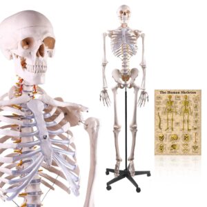 lyou human skeleton model, medical anatomical skeleton life size 70.8 in with rolling stand for anatomy teaching and studying, colorful poster includes