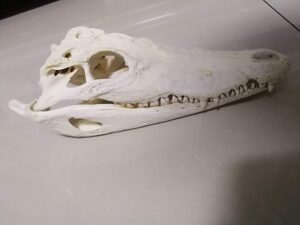 farming method, real crocodile skull specimen, feng shui ornaments, real crocodile, home improvement, office furniture, office decoration