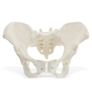 monmed life size female pelvis model, hip model – female anatomy model, hip bone pelvic model female anatomical model