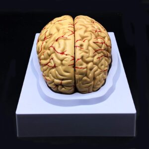 human brain model, anatomically accurate brain model life size human brain anatomy for science classroom study display teaching medical model