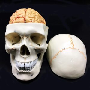 human skull with brain anatomical model 8-part life-size anatomy for science classroom study display teaching medical model