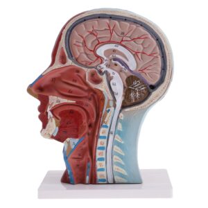 sm sunnimix median section of 1:1 human head & neck superficial muscle nerve model kit