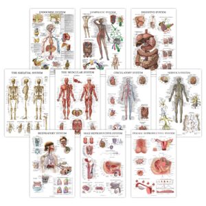 10 pack - anatomical poster set - laminated - muscular, skeletal, digestive, respiratory, circulatory, endocrine, lymphatic, male & female reproductive, nervous system, anatomy chart set - 18" x 24"