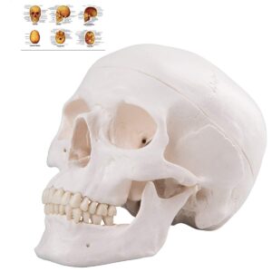 skumod life size human skull model, replica realistic human skull with removable skull cap and articulated mandible, full set of teeth, 7.2x4.2x4.95in