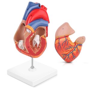 skumod 1:1 human heart model, 2-part life size accurate numbered heart shows 48 anatomical internal structures medical heart model