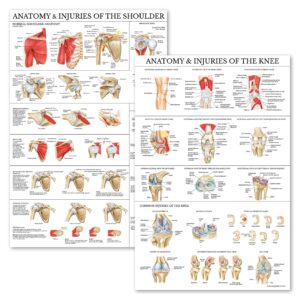 palace learning 2 pack - anatomy and injuries of the knee & shoulder poster set - anatomical chart set - laminated 18" x 24"