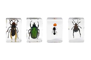 celestron – real 3d bugs in clear resin – 4pc set includes wasp, ant, chafer, and beetle specimens – perfect for science eduction and classroom – use with digital and stereo microscopes