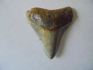 total deconstruction inc. megalodon shark tooth under 4 inches