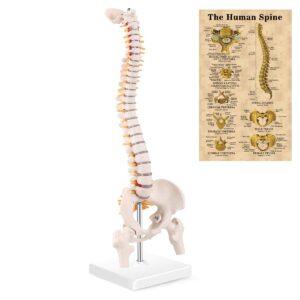 mini spine anatomy model, human spine model, with spinal disc pelvis model, perfect for learning and teaching(1/2 life size)