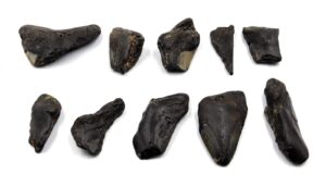 megalodon teeth lot of 10 shards fossils w/10 info cards shark #15665 32o