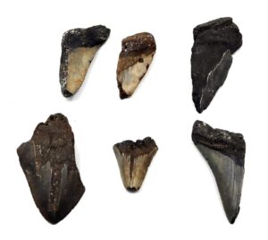 megalodon teeth lot of 6 fossils w/6 info cards shark #15666 25o