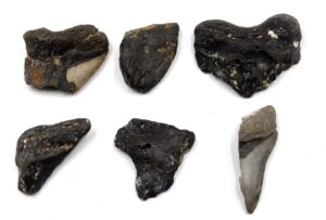 megalodon teeth lot of 6 fossils w/6 info cards shark #15670 34o