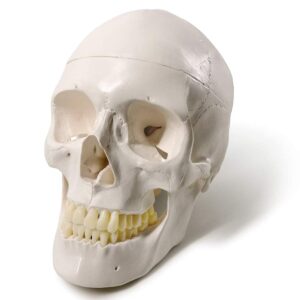 evotech scientific human adult skull anatomical model, medical quality, life size (9" height) - 3 part - removable skull cap - shows most major foramen, fossa, and canals - for medical student