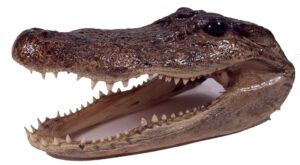 pen kit mall - taxidermy medium american alligator head (6-7 inch) authentic florida wildlife real animal reptile skull